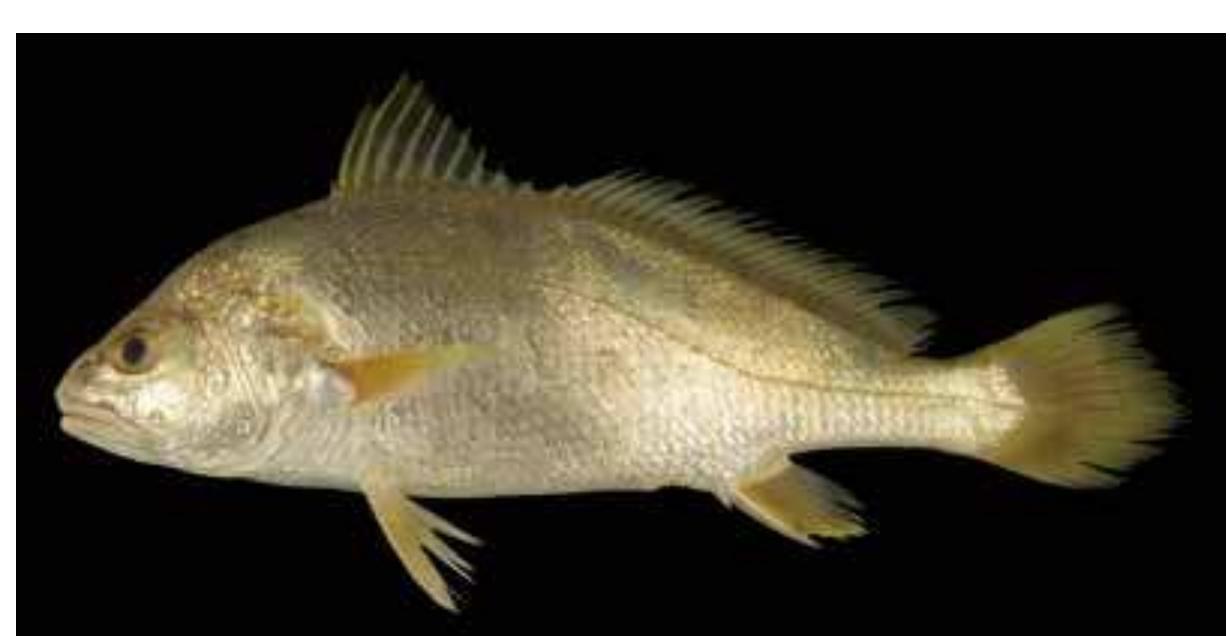 Nibea semifasciata, kaum-i. 16876, 15.9 cm sl off terengganu