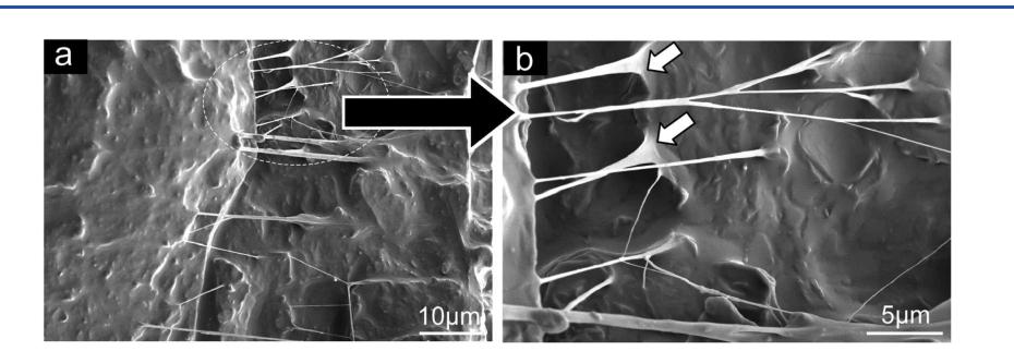 A shows the detailed morphology structure of the enr