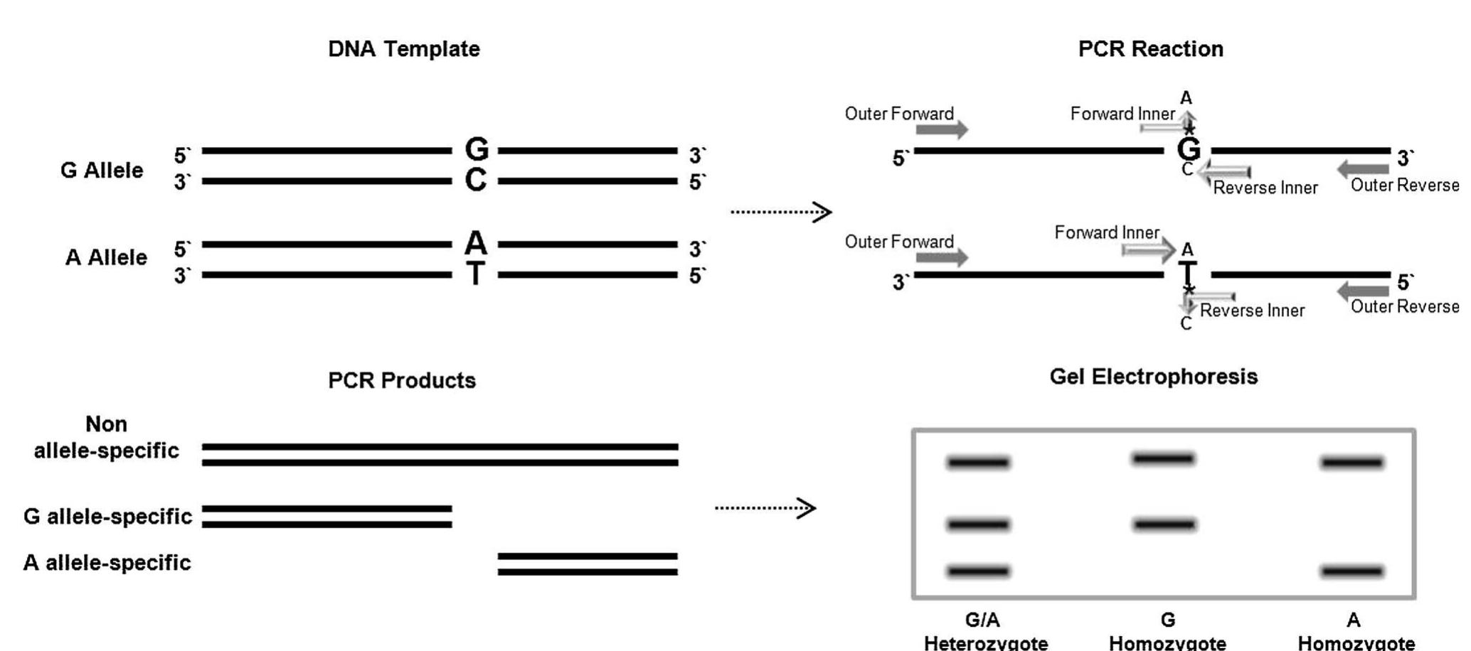 Schematic illustration of the tetra-primer arms—pcr assay