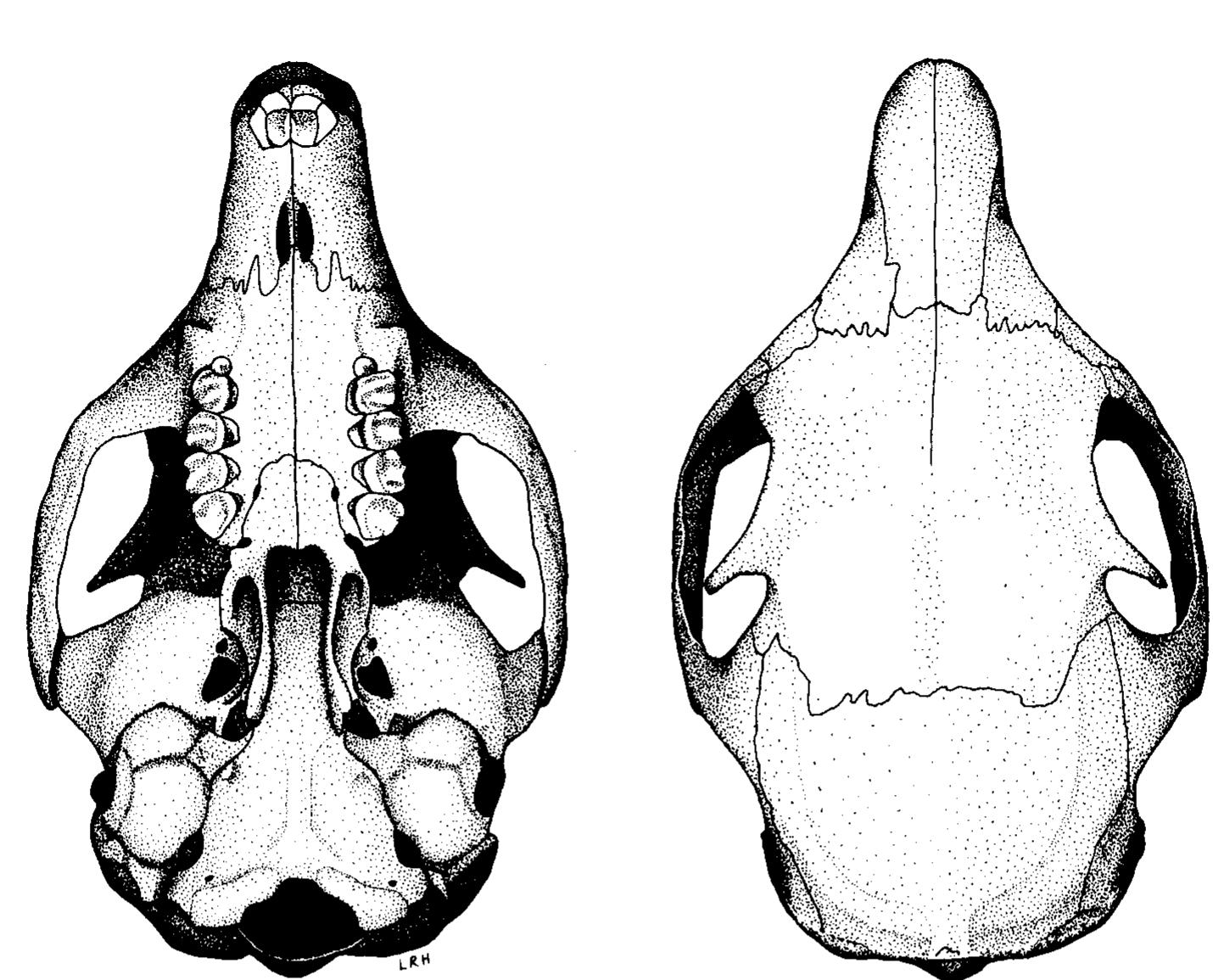 Ventral and dorsal views of the skull of the holotype (usnm