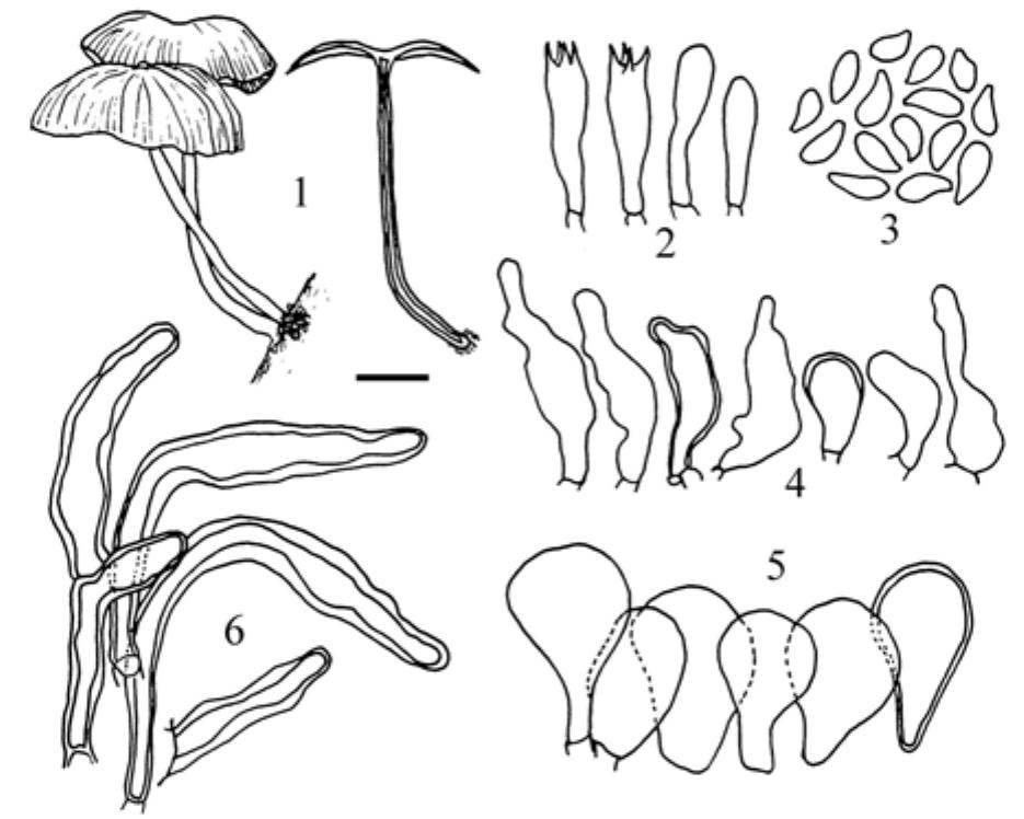 Marasmius pellucidus (n. wannathes 022). 1. basidiomes 2.