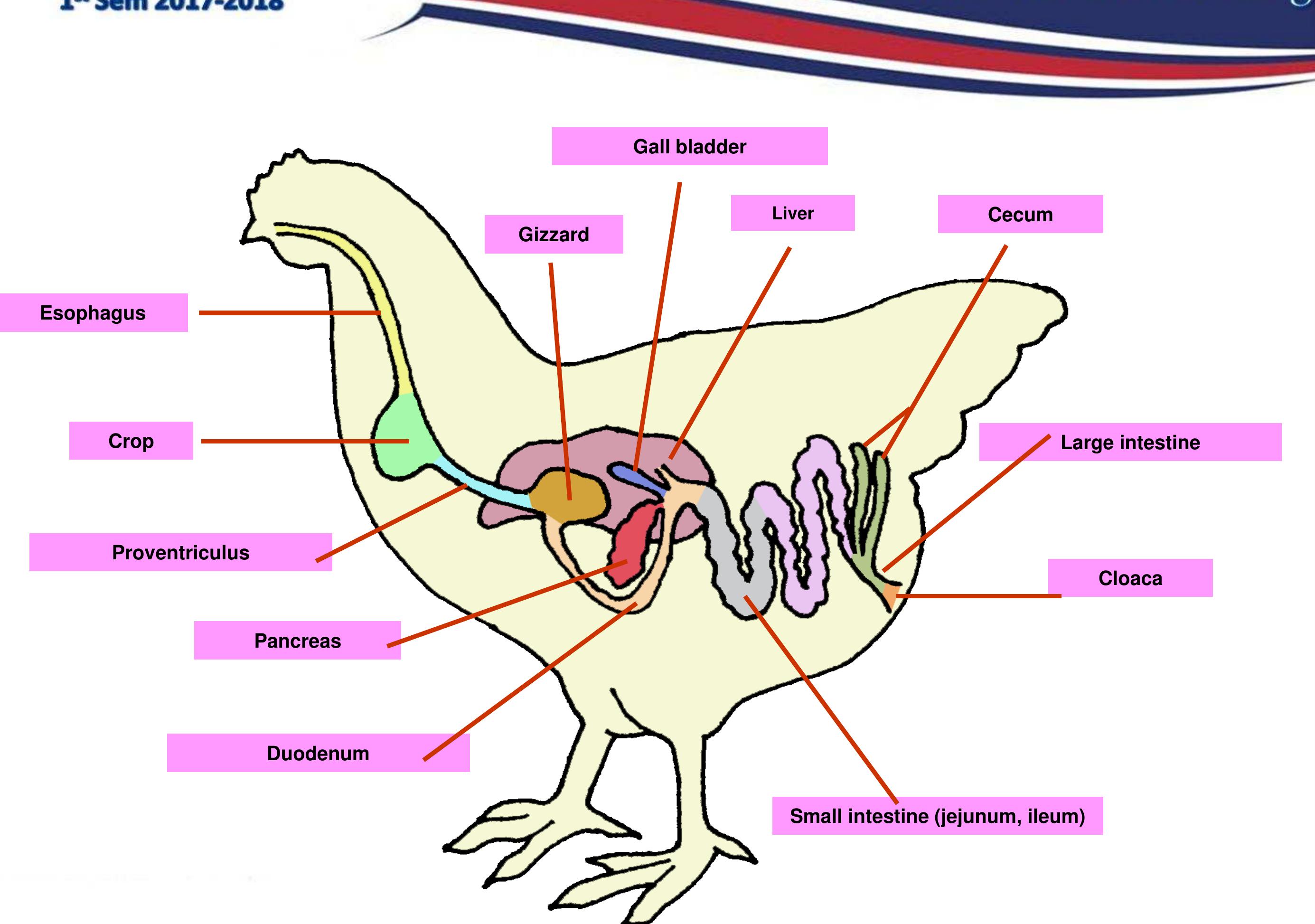 (PDF) DIGESTION IN POULTRY