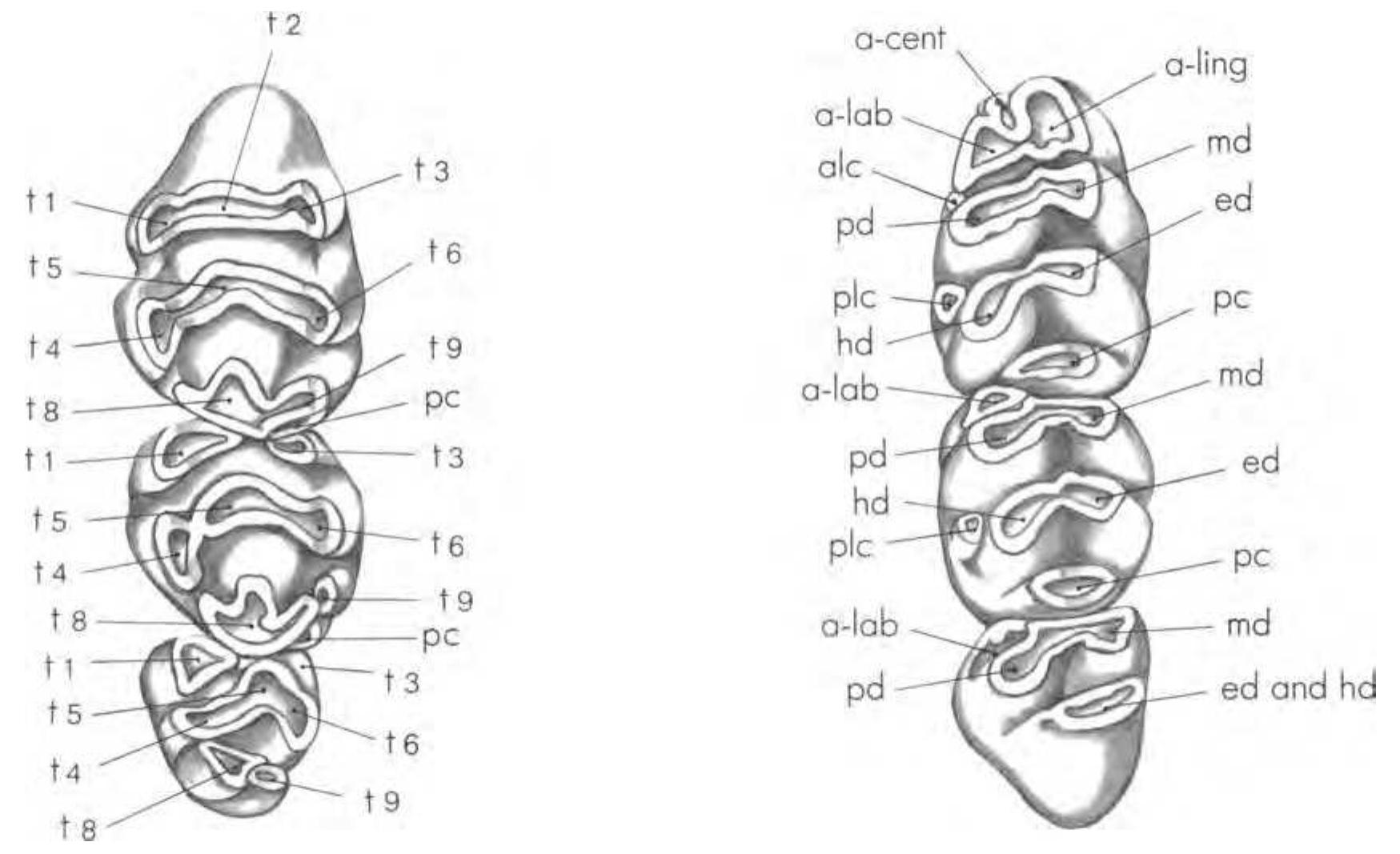 Diagram of upper (left) and lower (right) molars from left