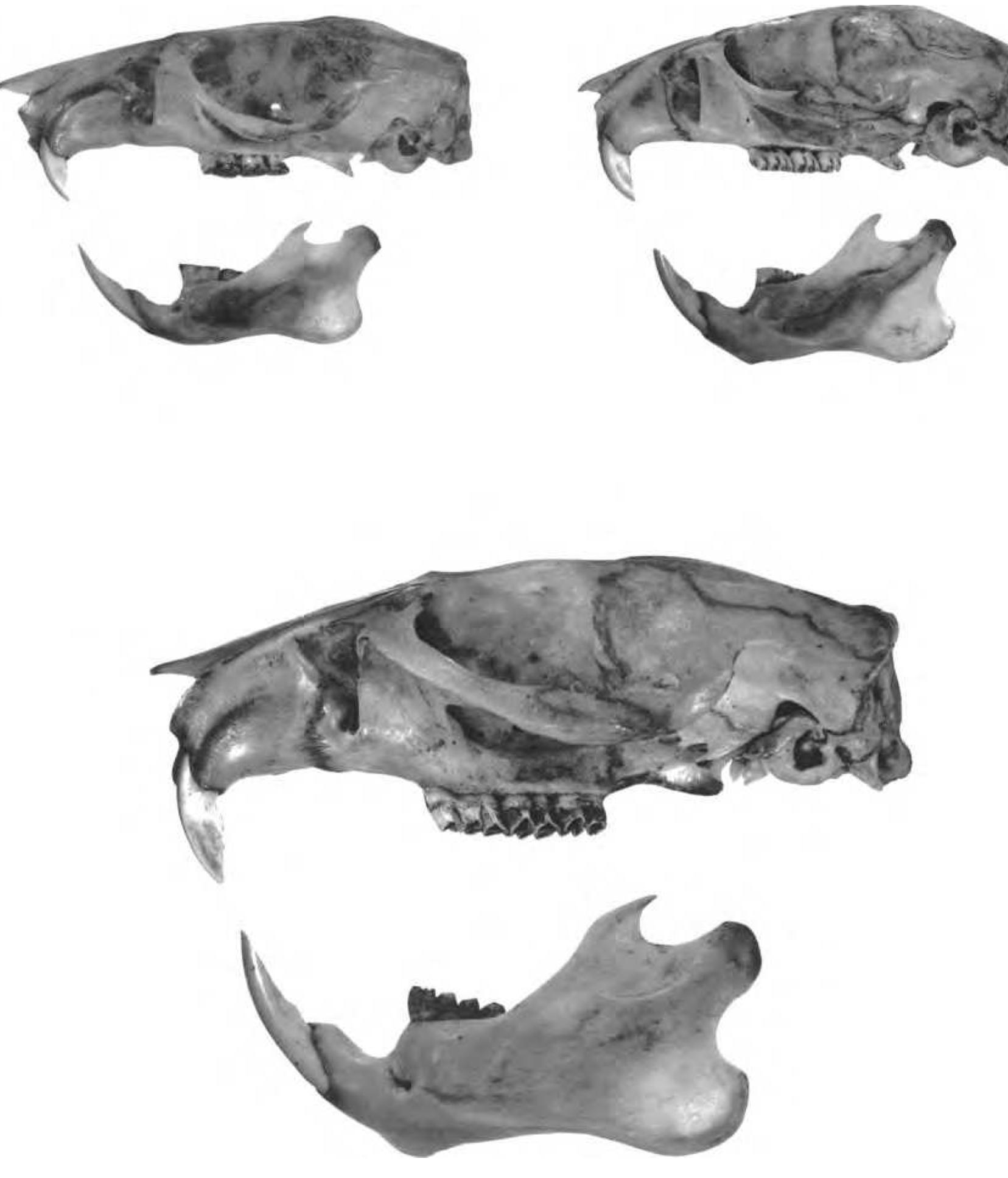 Lateral cranial and mandibular views (x 1.5) of the