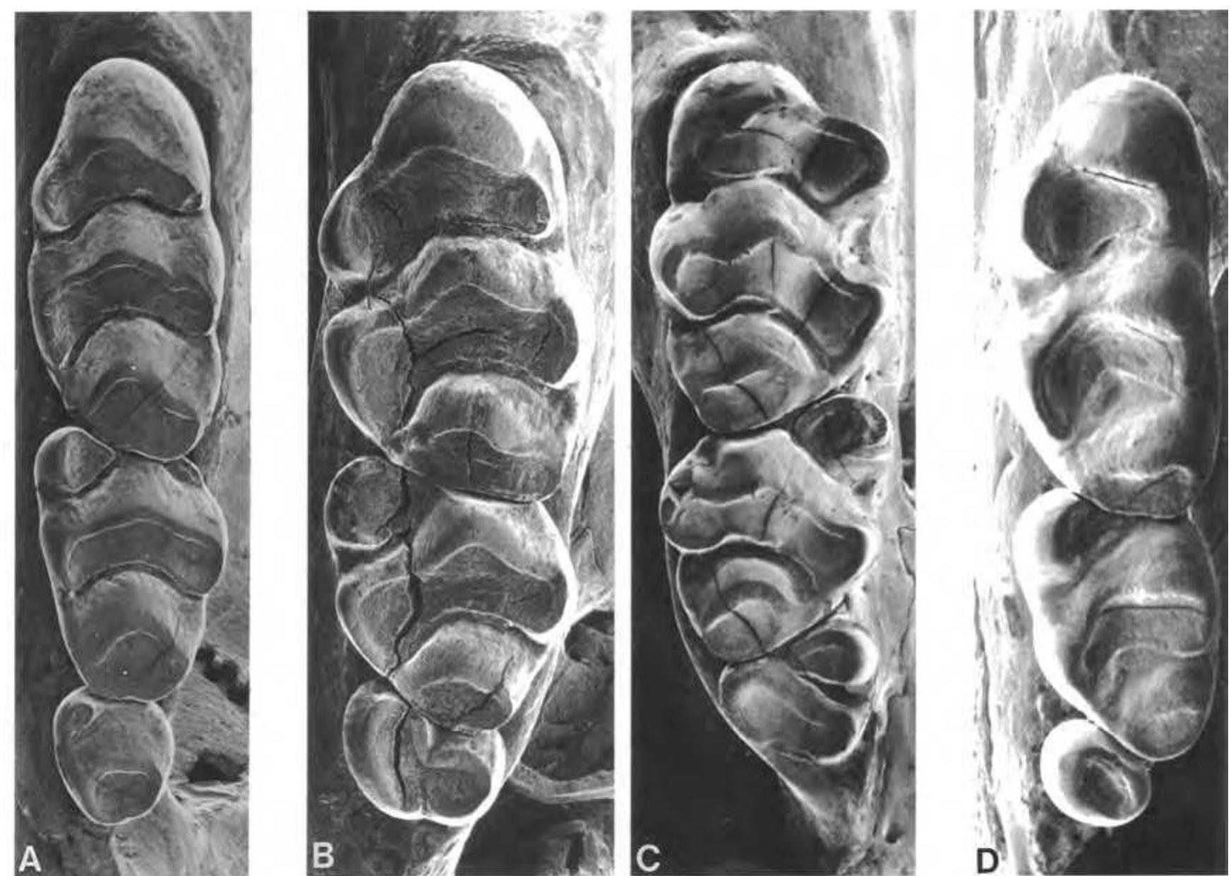 Occlusal views of maxillary molar rows. a, apomys musculus
