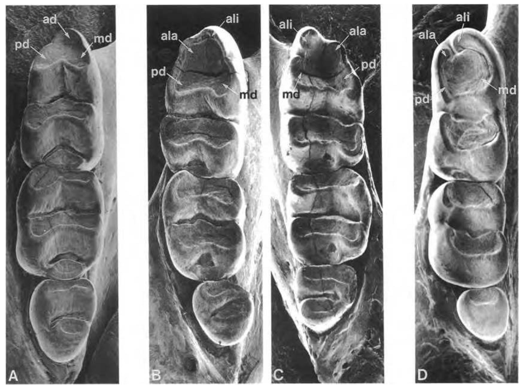 Occlusal views of mandibular molar rows of the specimens