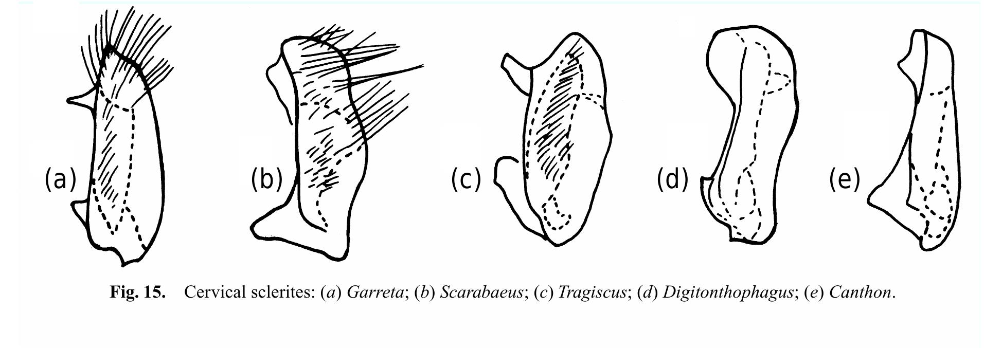 Figure 15 - A phylogenetic analysis of dung beetles