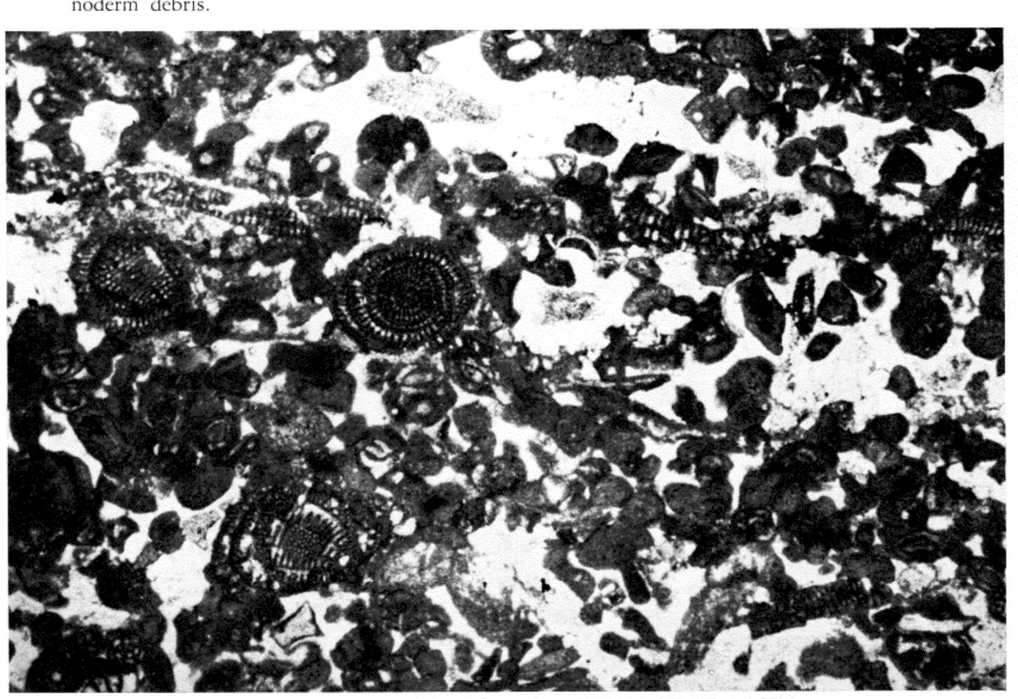 (PDF) STRATIGRAPHIC NOMENCLATURE OF THE SIRTE BASIN, LIBYA THE ...