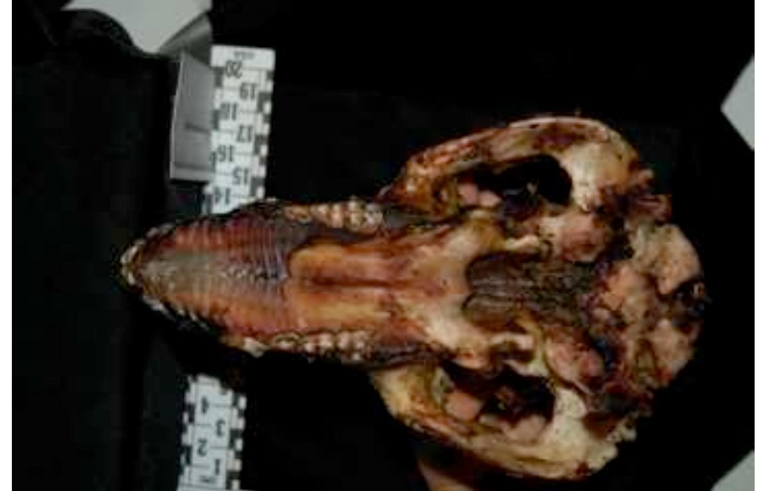 (figure 96) the hard palate (i.e., soft tissue covering the