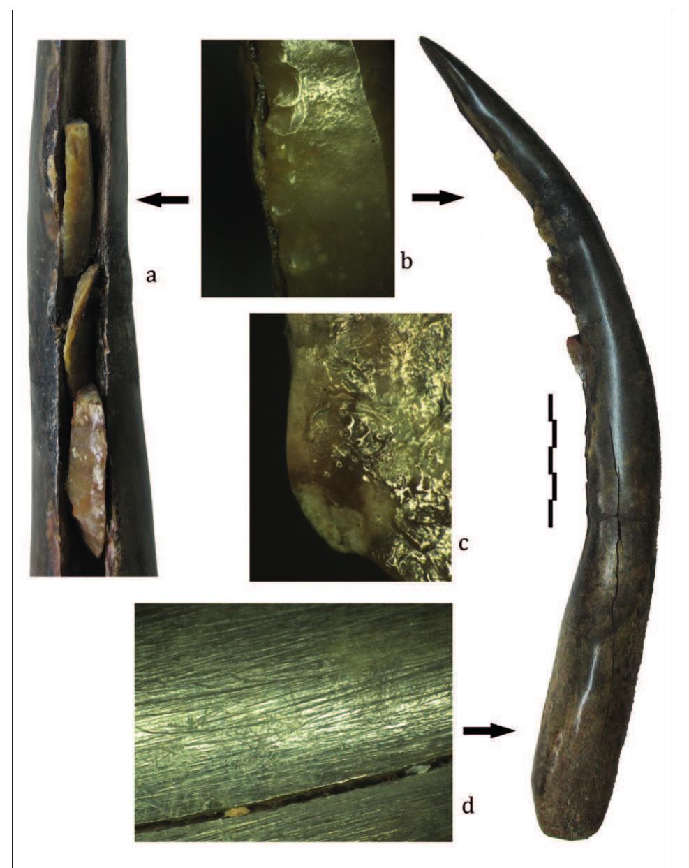 Sickle with less pronounced shape fashioning: detail of the