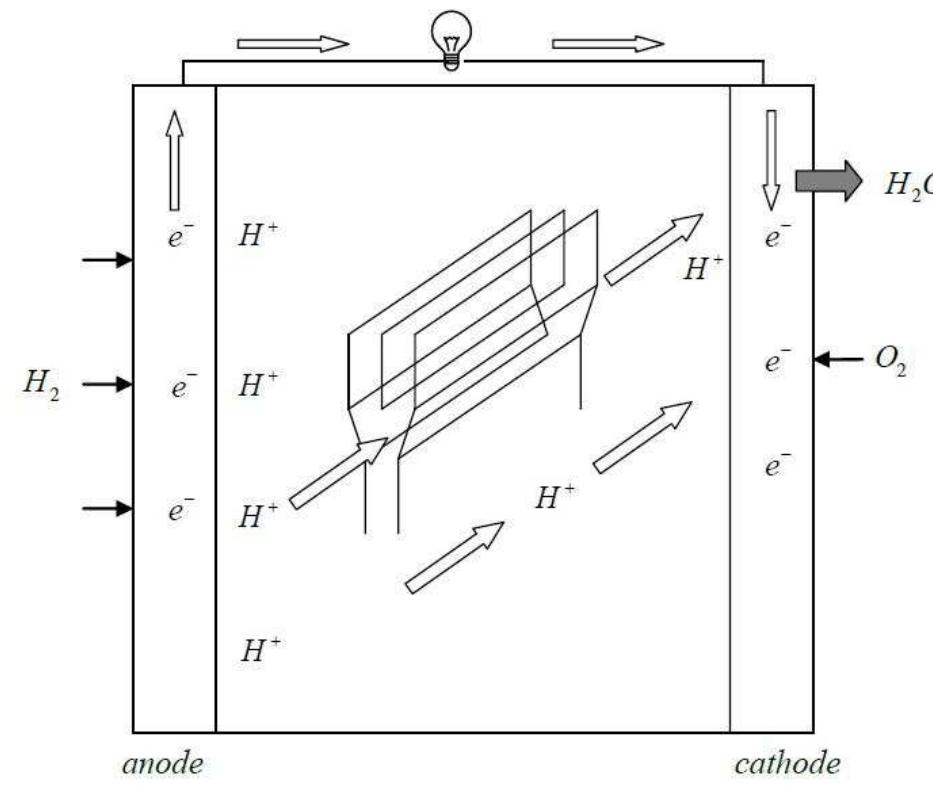 Schematic sketch of a cell where is operating the proton