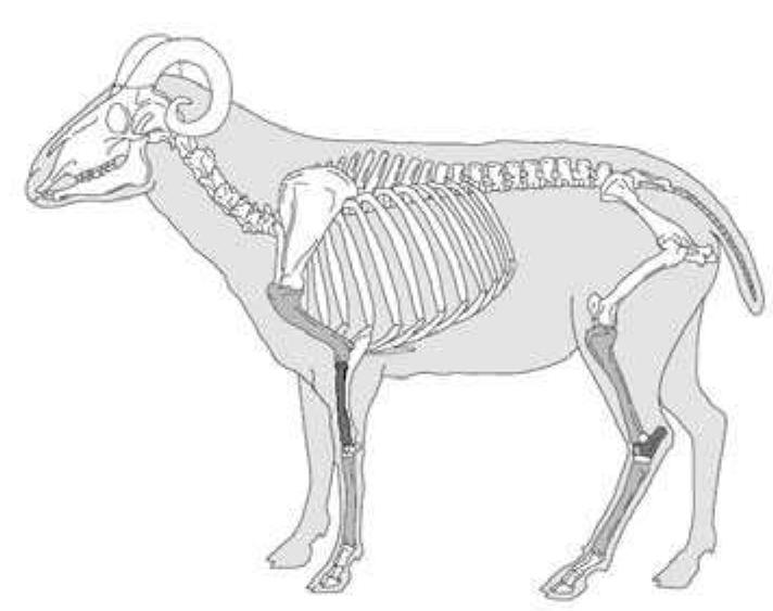 10 parts of the sheep skeleton identified in tomb 7. (sheep