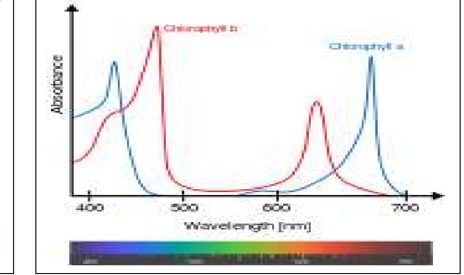 Absorption spectrum of chlorophyll-a and chlorophyll-b
