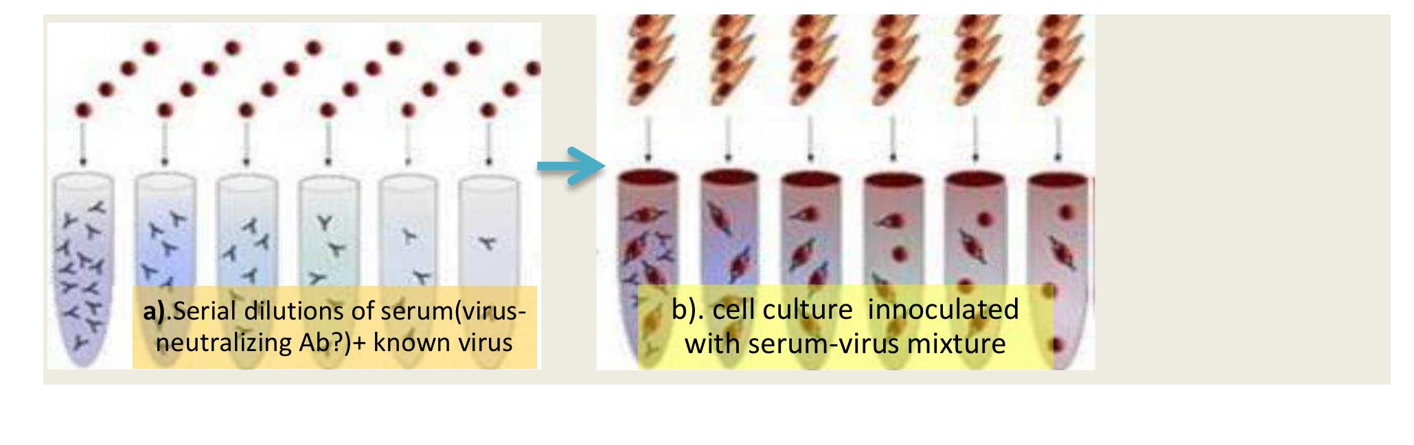 Illustrations using diagram immunostaining. at the end of