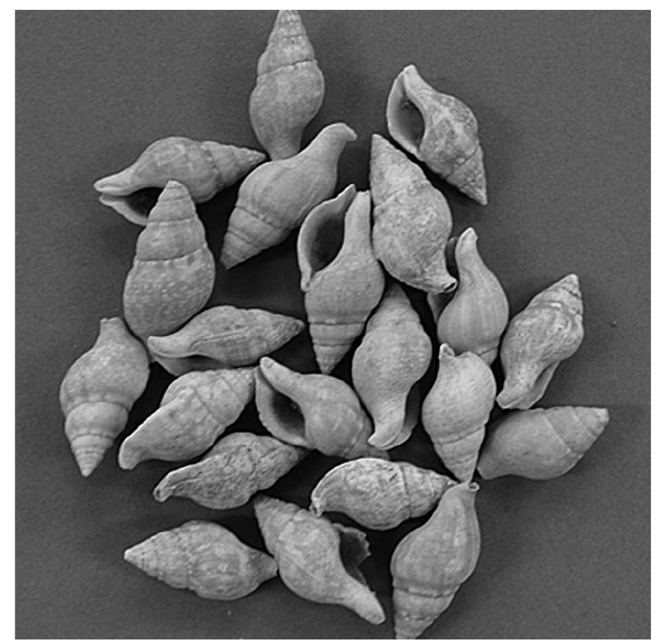 (PDF) CHRYSSI AND PEFKA: THE PRODUCTION AND USE OF PURPLE DYE ON CRETE ...