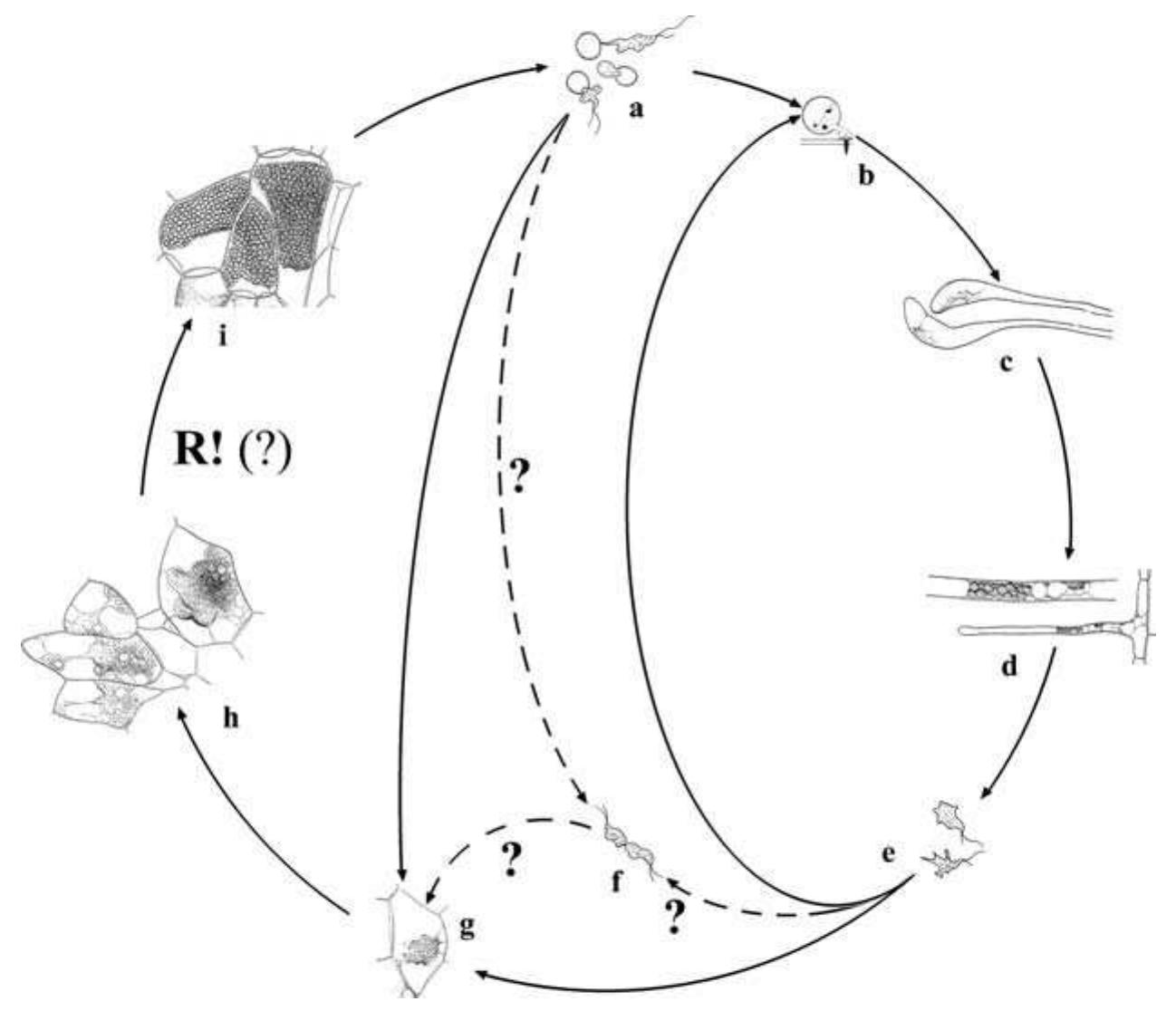 1 life cycle of plasmodiophora brassicae: (a) primary