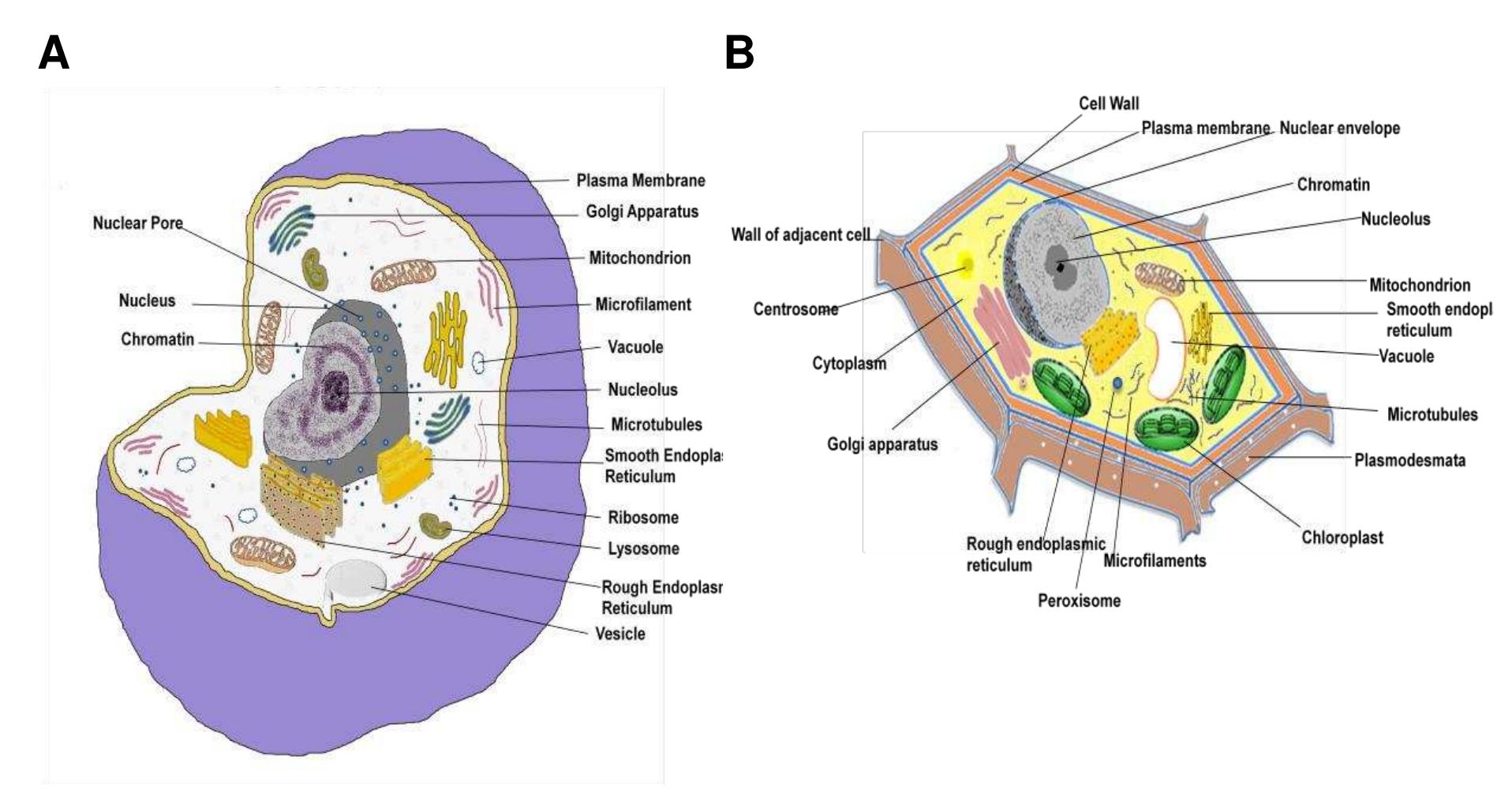 2 ; structure of eukaryotic cell. (a) animal cell (b) plant