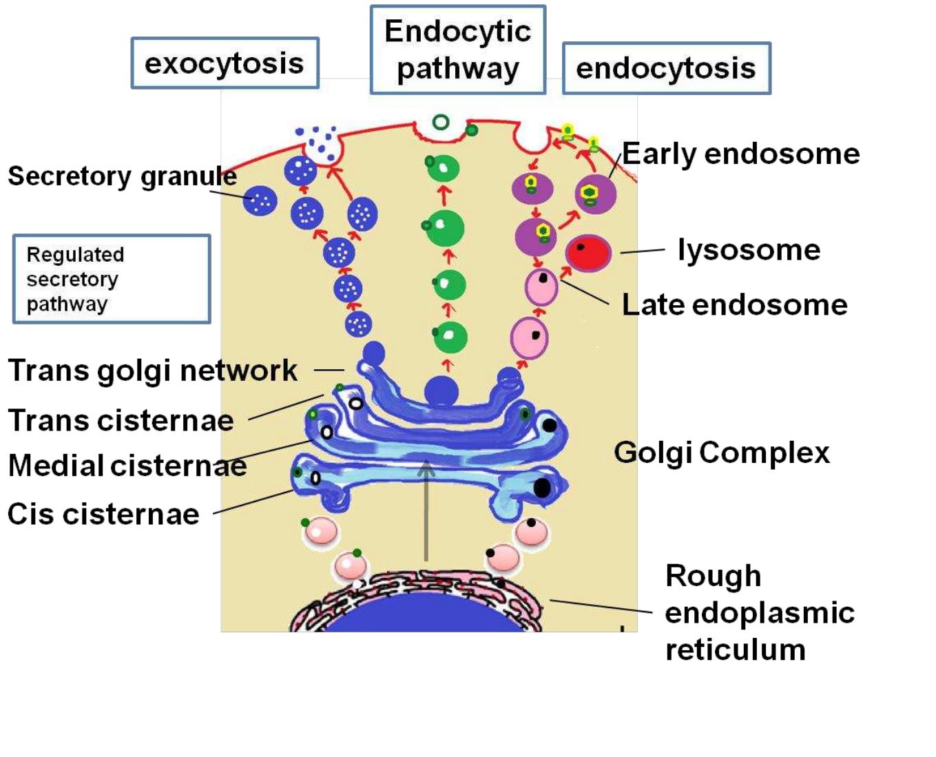 Endoplasmic reticulum- the vesicular network starts from