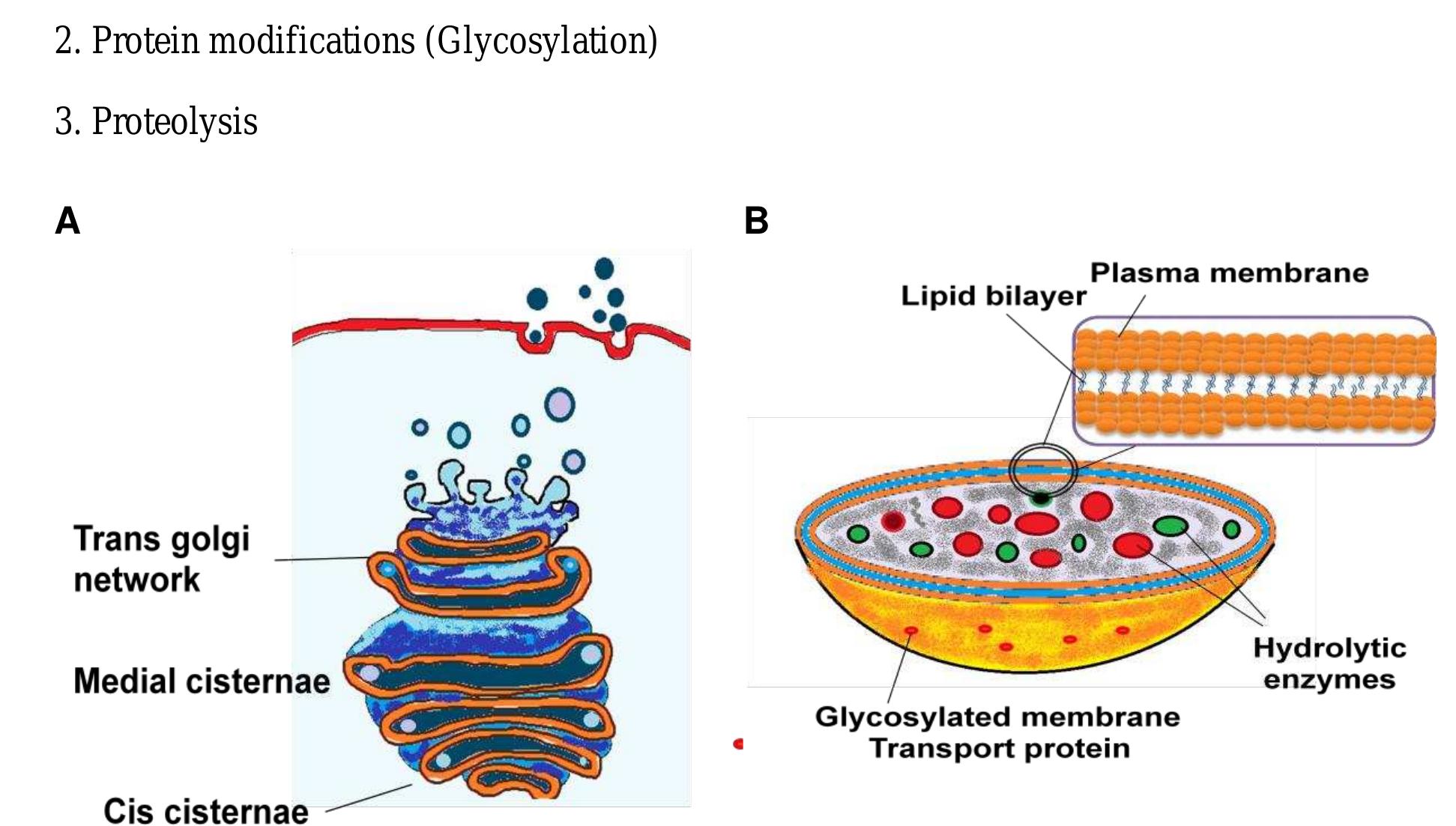 5: scematic structure of (a) golgi bodies and (b) lysosome.