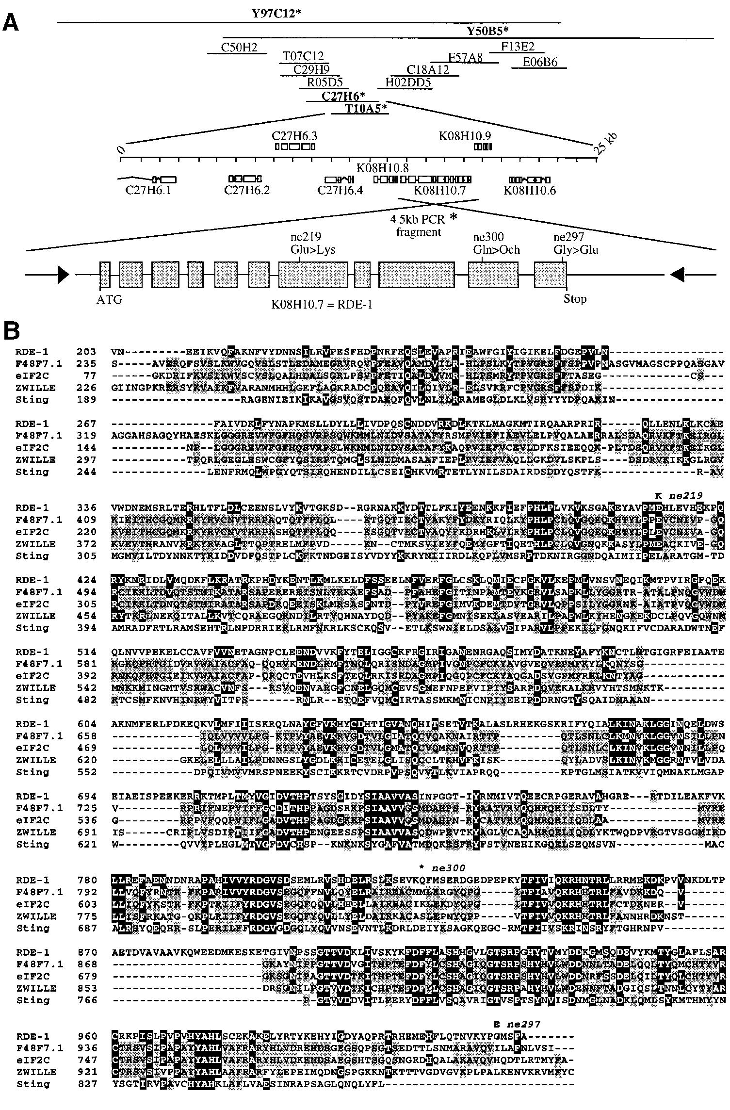 Cloning and sequence analysis of rde-1 (a) physical map of