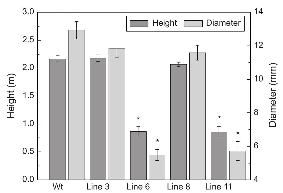 Height and diameter. height from the base of the stem to the