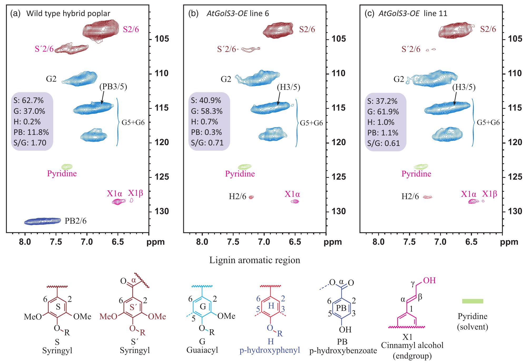 Figure 8 - from Altering carbon allocation in hybrid poplar