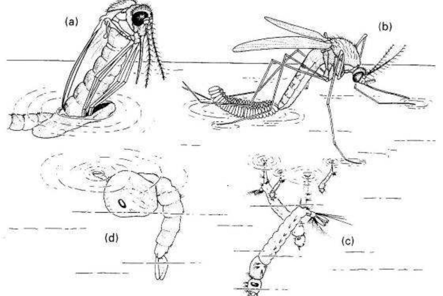 (PDF) The Biology of Mosquitoes