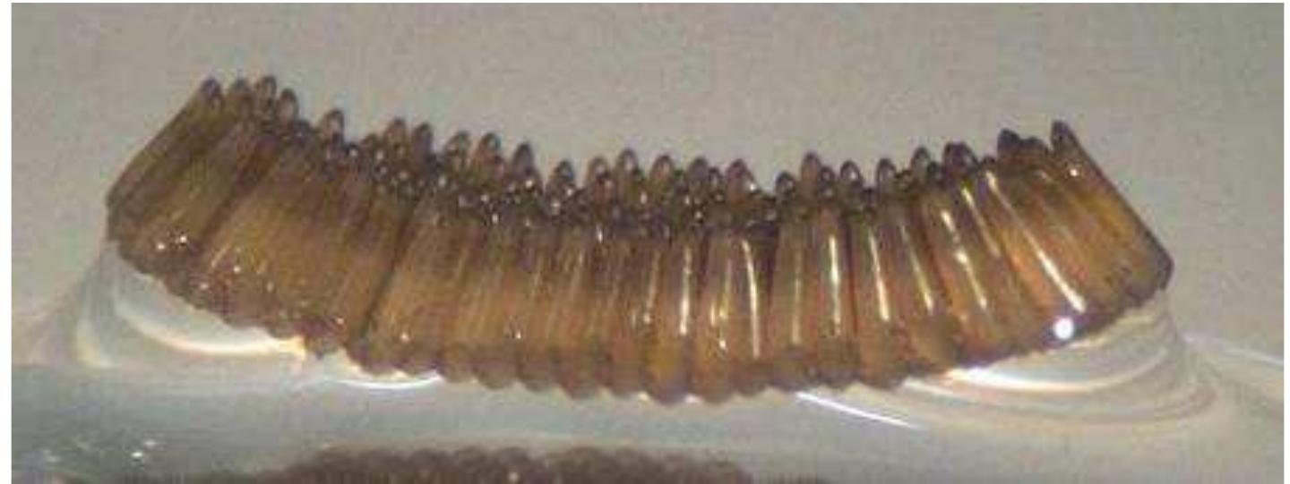 (PDF) The Biology of Mosquitoes