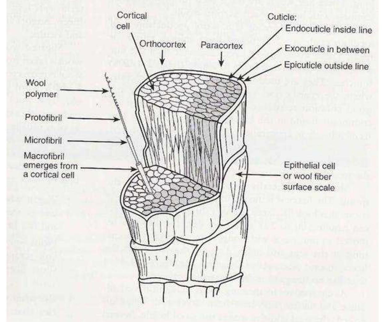 Figure 2 - from Woolenization of Jute Fibre