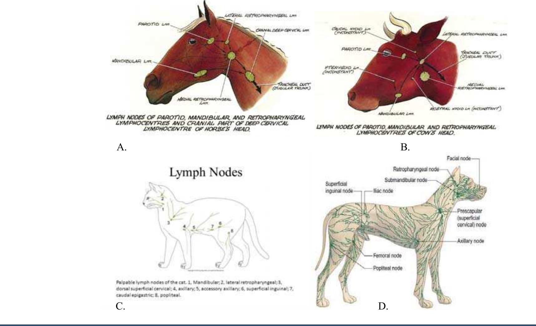 Anatomical location of animal lymph node. a: horse; b: