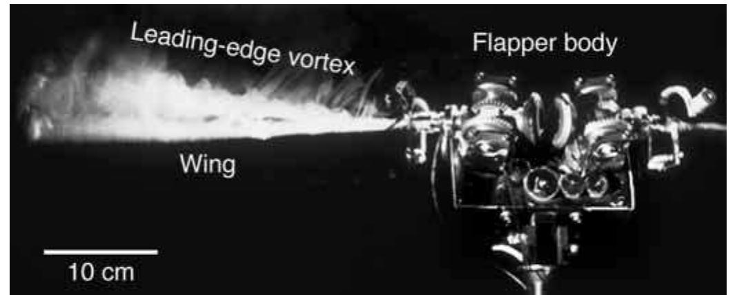 Flow visualization of the leading-edge vortex over a wing of