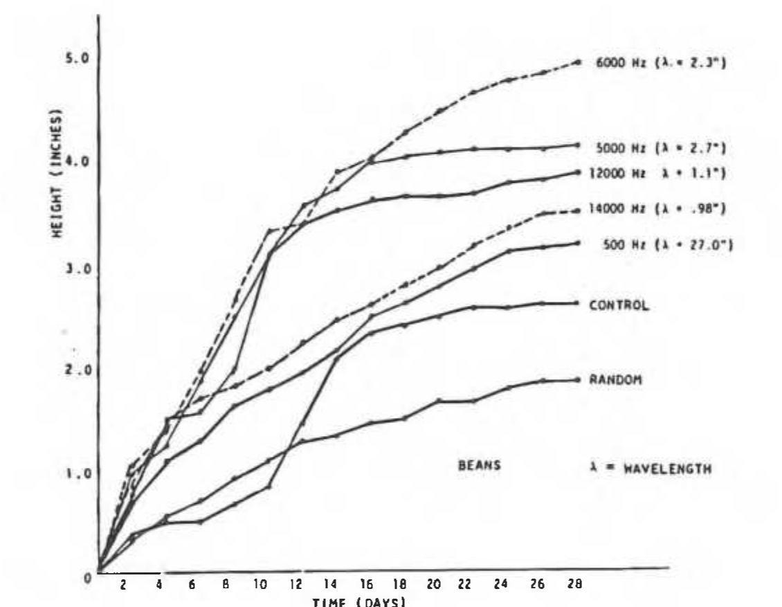 Plant growth characteristics curves for bean plants