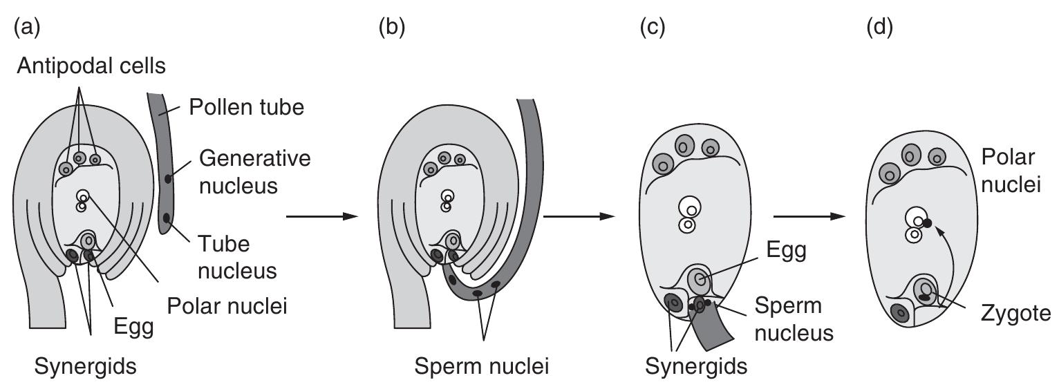 (PDF) Overview of seed development, anatomy and morphology