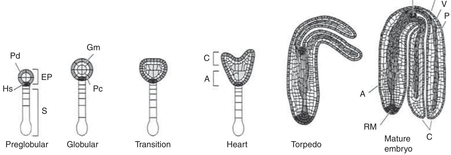 (PDF) Overview of seed development, anatomy and morphology