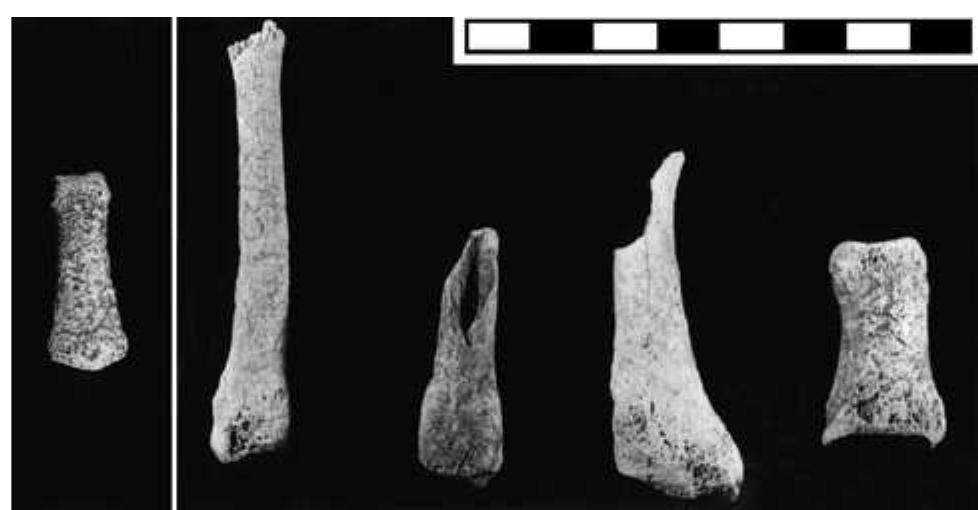 Dorsal views (from left to right) of the dolni véstonice 34,
