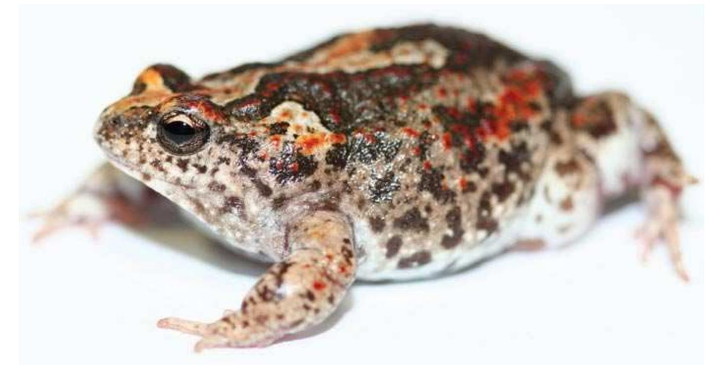 Pseudophryne guenther/- a common model species. photo: a j