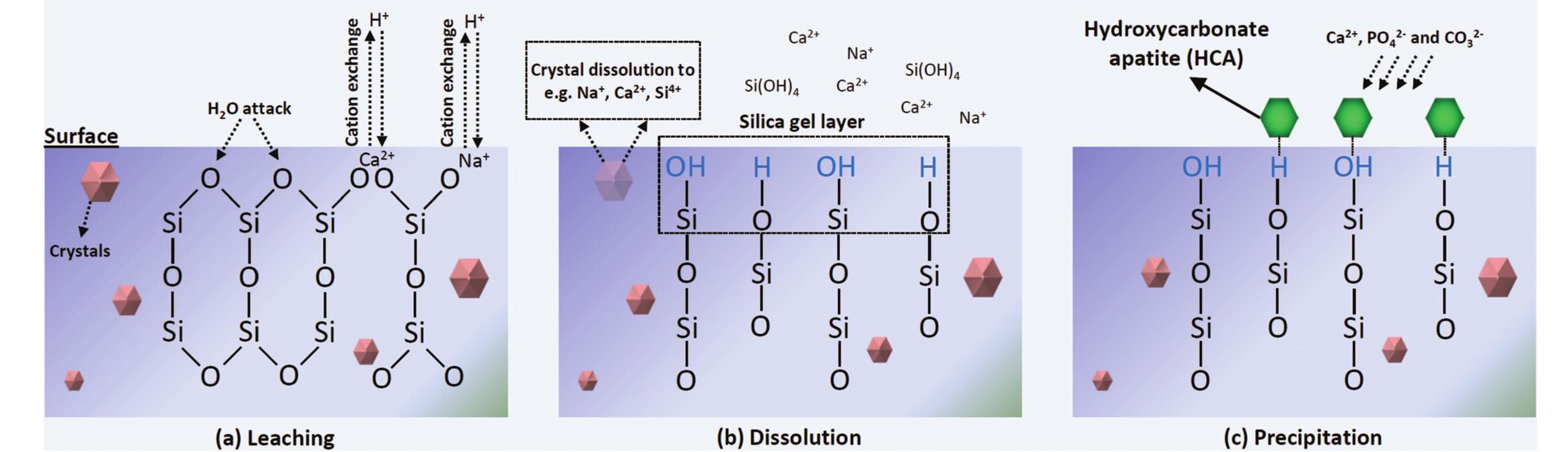 Ure 2.2 schematic illustration showing the different stages