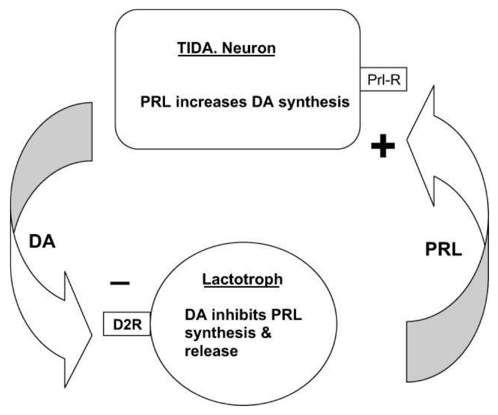 Short-loop feedback mechanism of prolactin regulation.