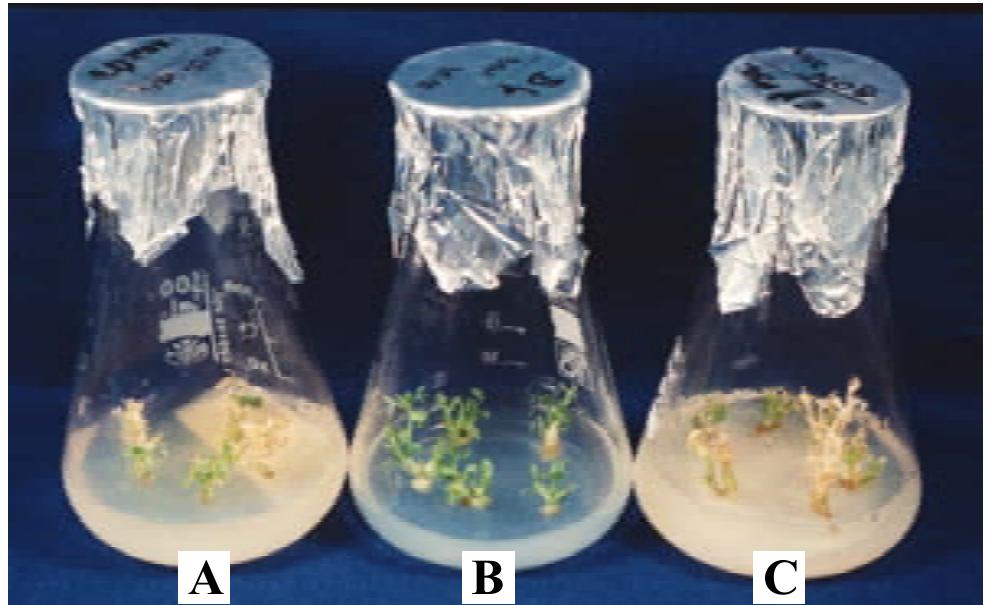 Figure 1 - Mass Screening Techniques for Selecting Crops
