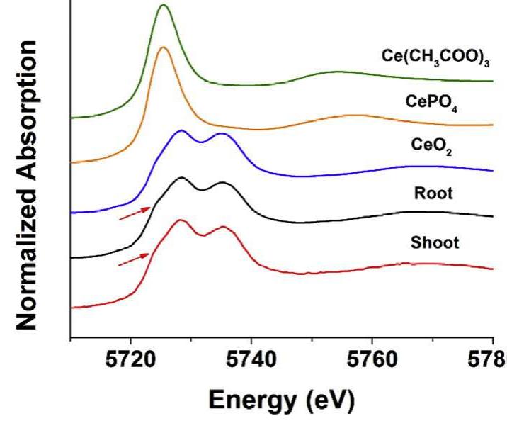 Xafs spectra of ce(ch3coo)3, cepo4, ceo2, and root and shoot