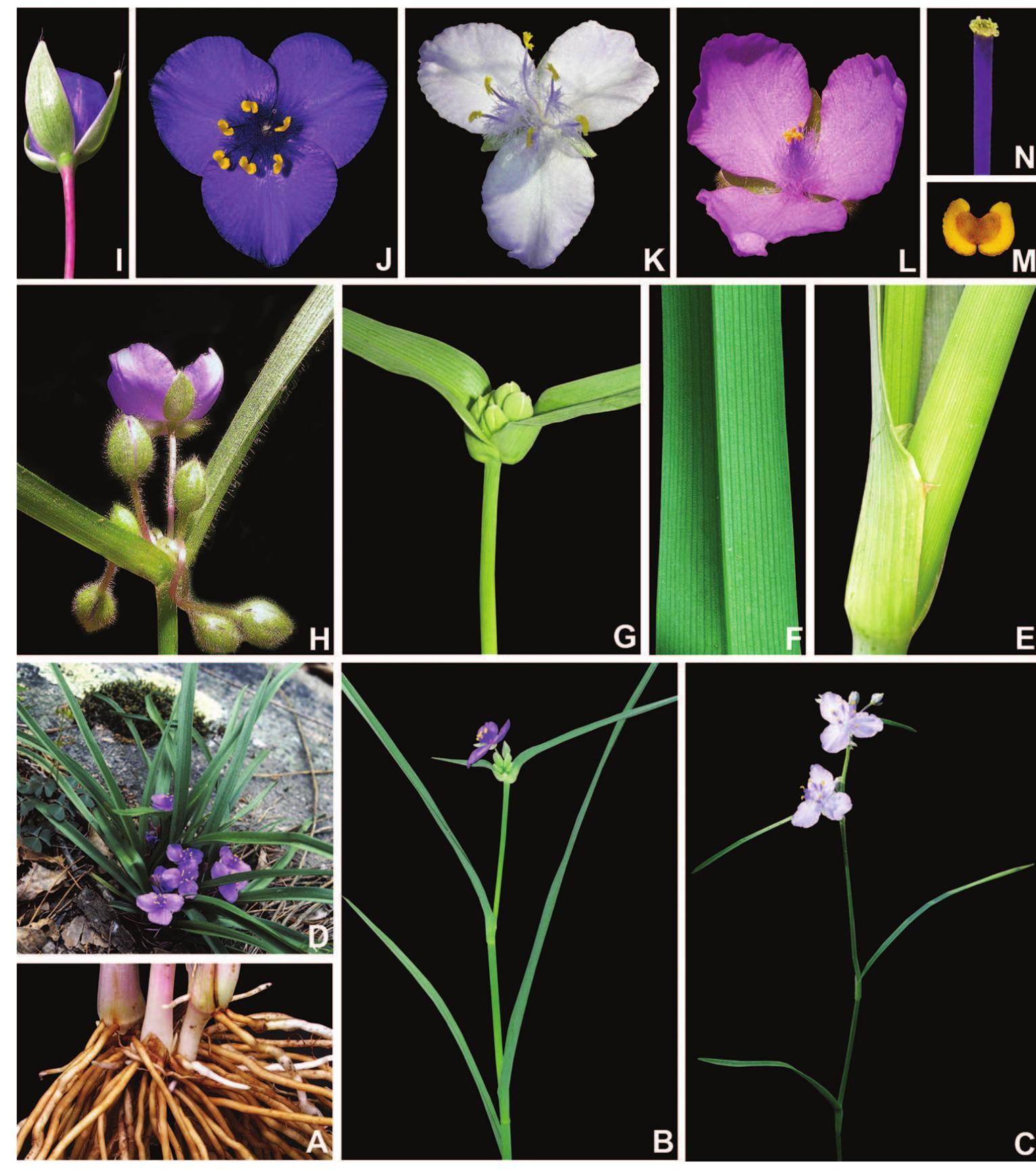 Tradescantia l. subg. tradescantia. a tuberous roots of 1)