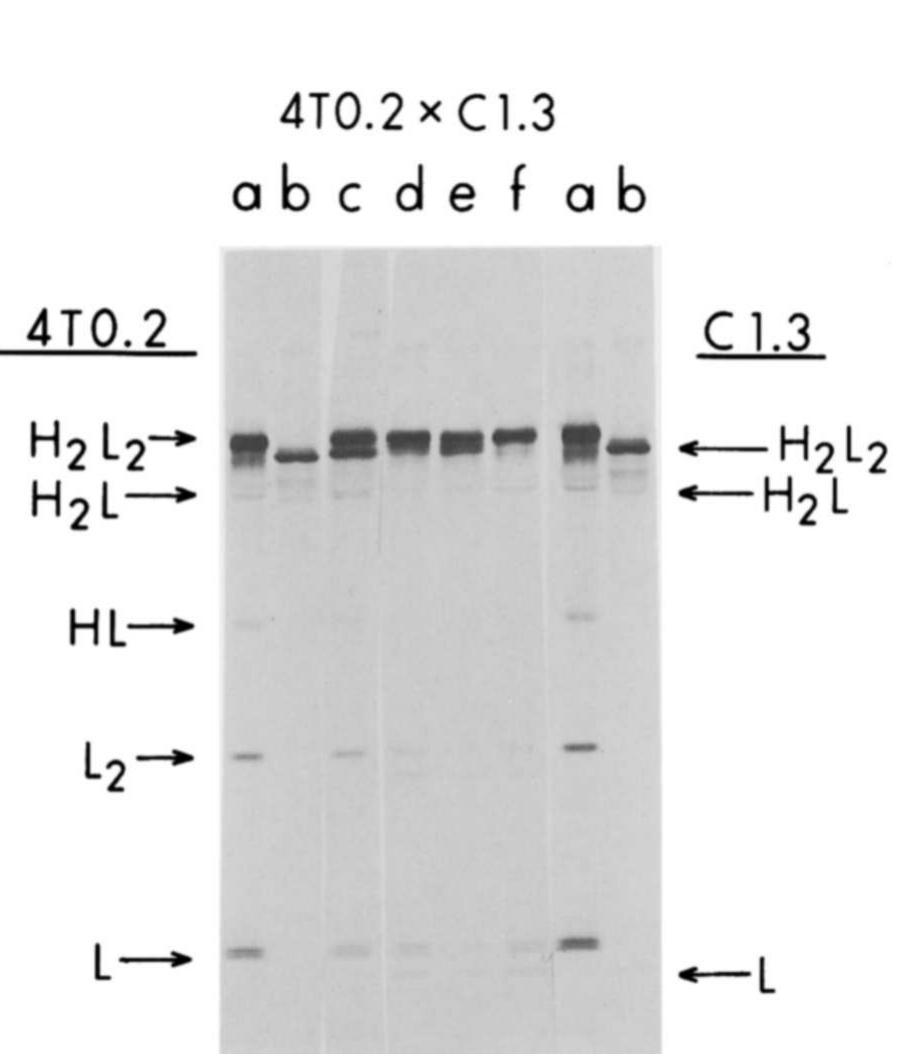 Figure 1 - Somatic cell hybridization of mouse myeloma cells