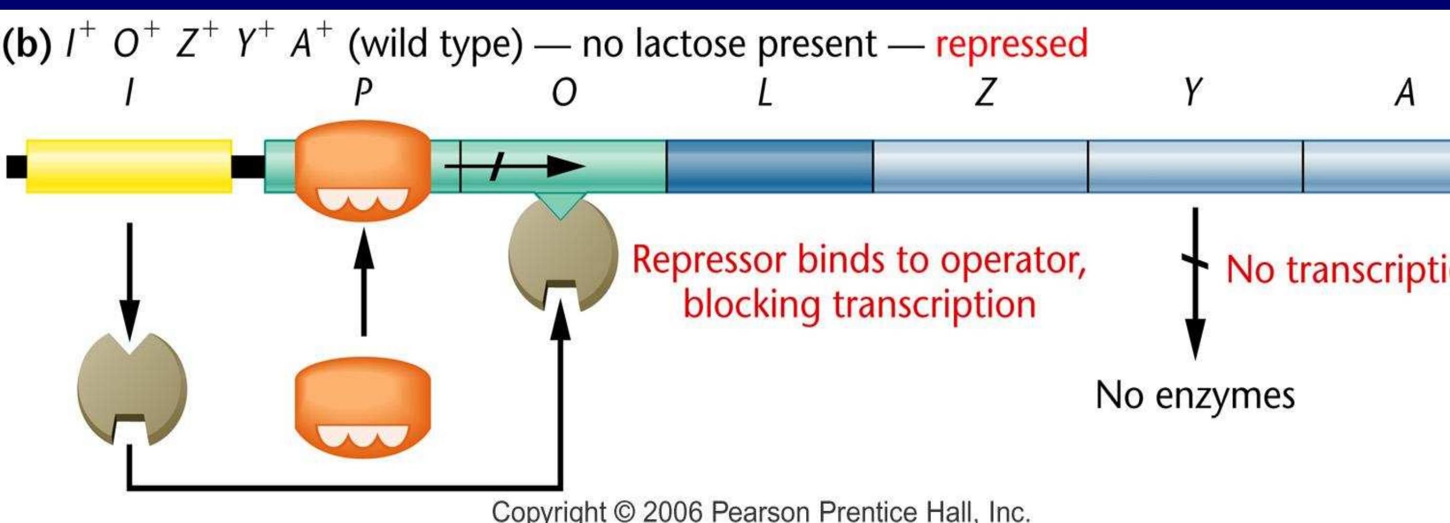 Figure 5 - Regulation of Gene Expression in Prokaryotes