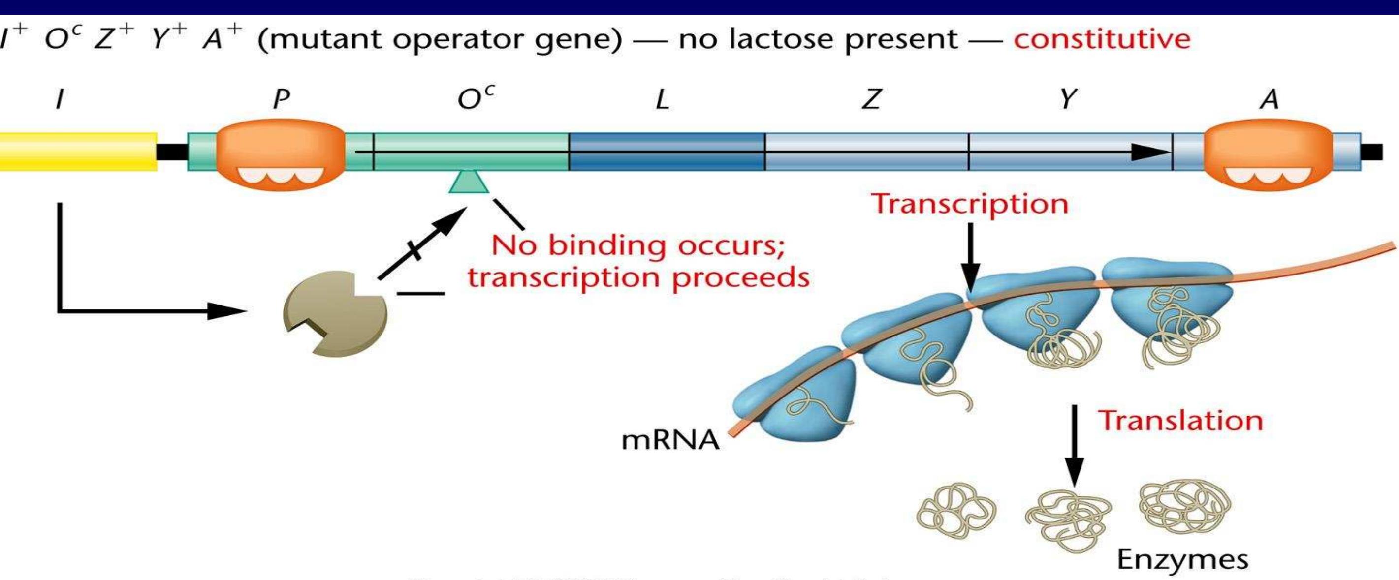 Figure 8 - Regulation of Gene Expression in Prokaryotes