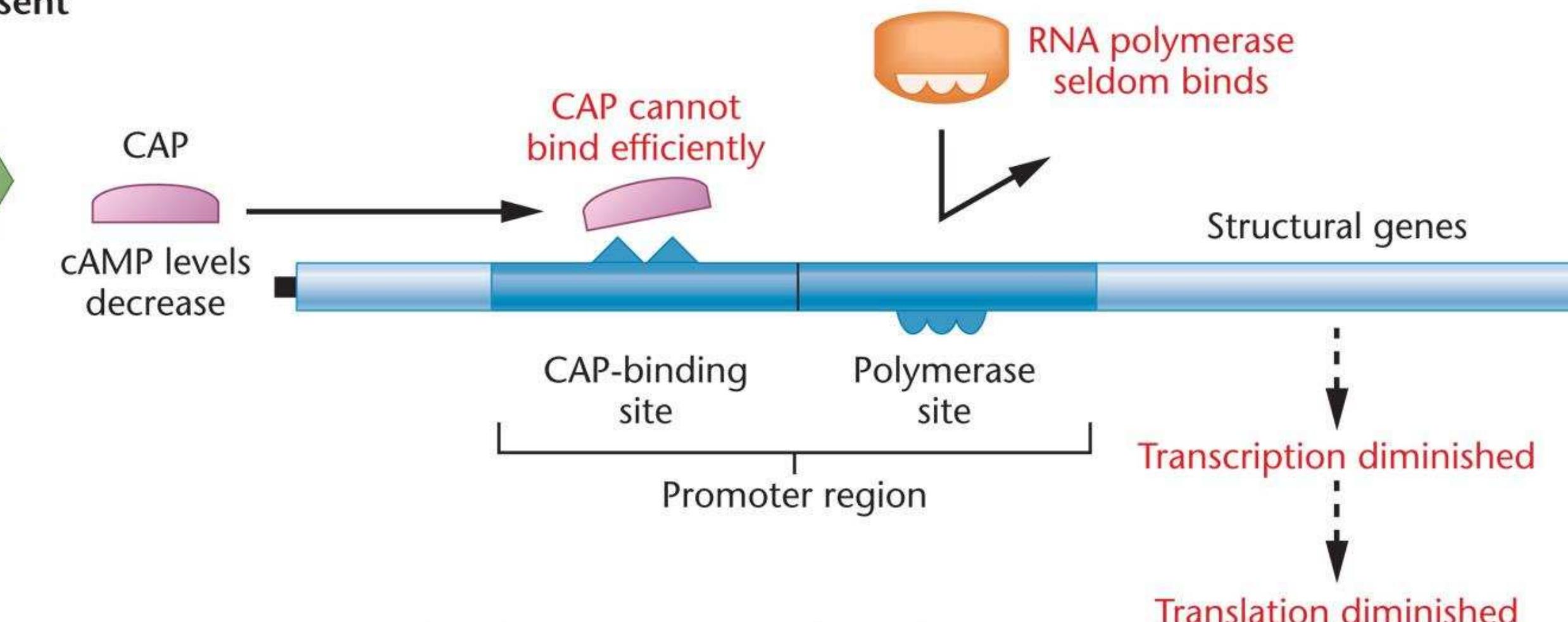 Figure 12 - Regulation of Gene Expression in Prokaryotes