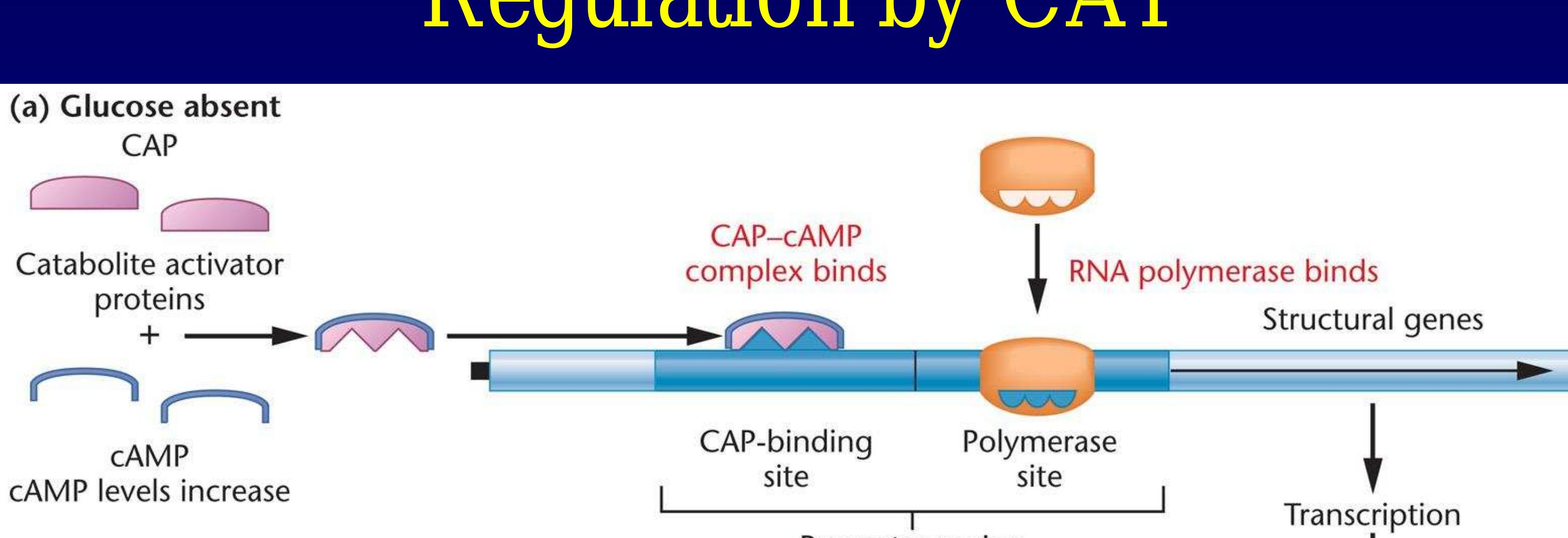 Figure 13 - Regulation of Gene Expression in Prokaryotes