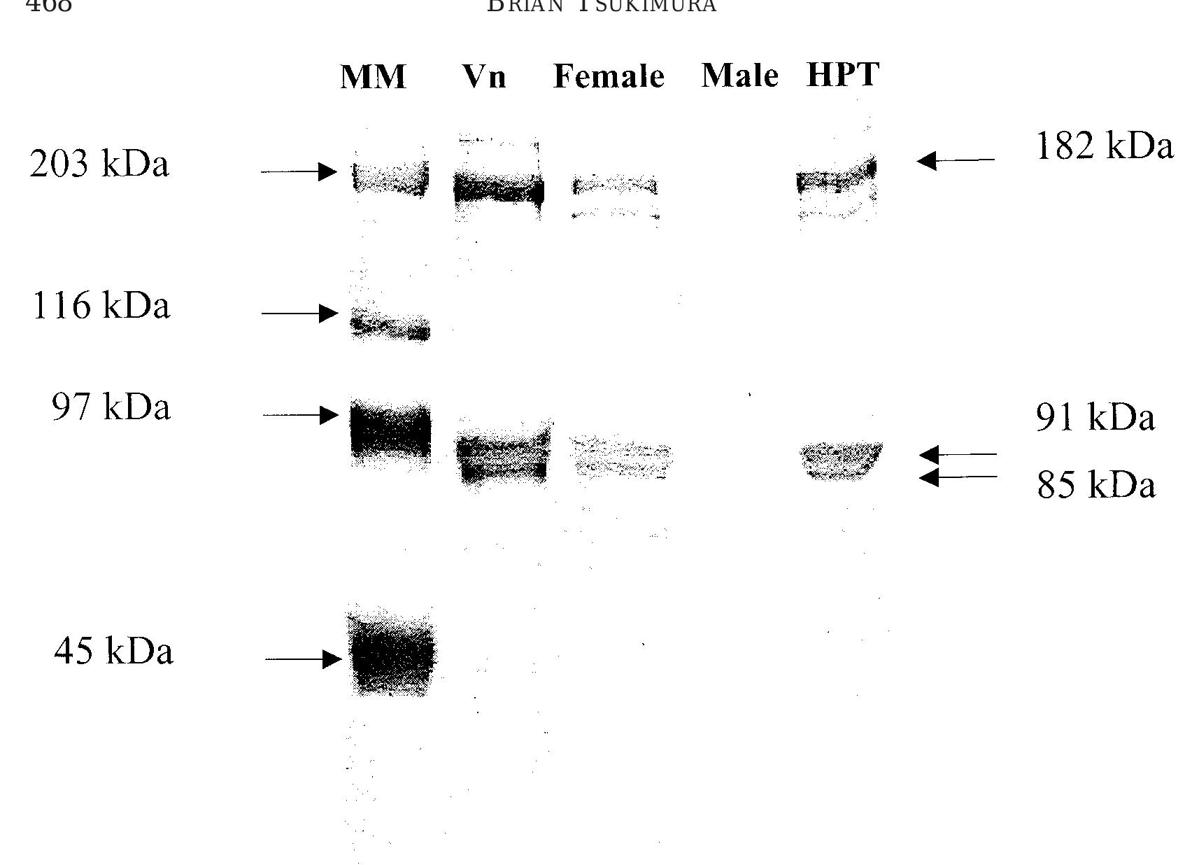 Fic. 2. western blot of sicyonia ingentis hemolymph and