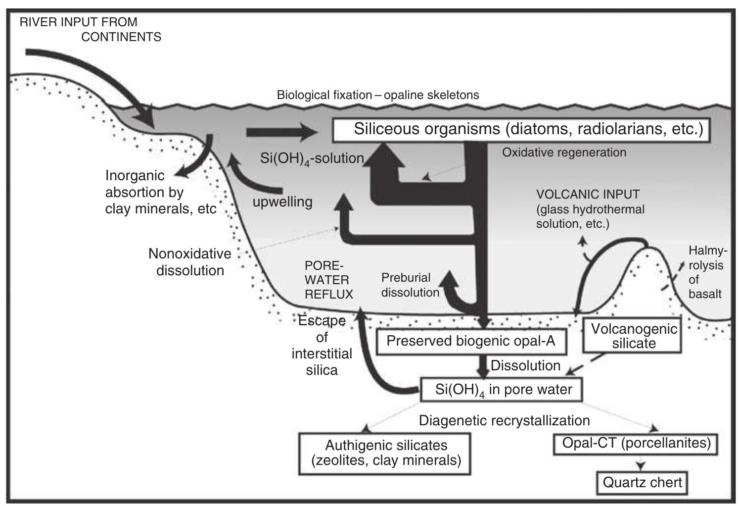 16 sources of dissolved silica in seawater. {after riech, v.