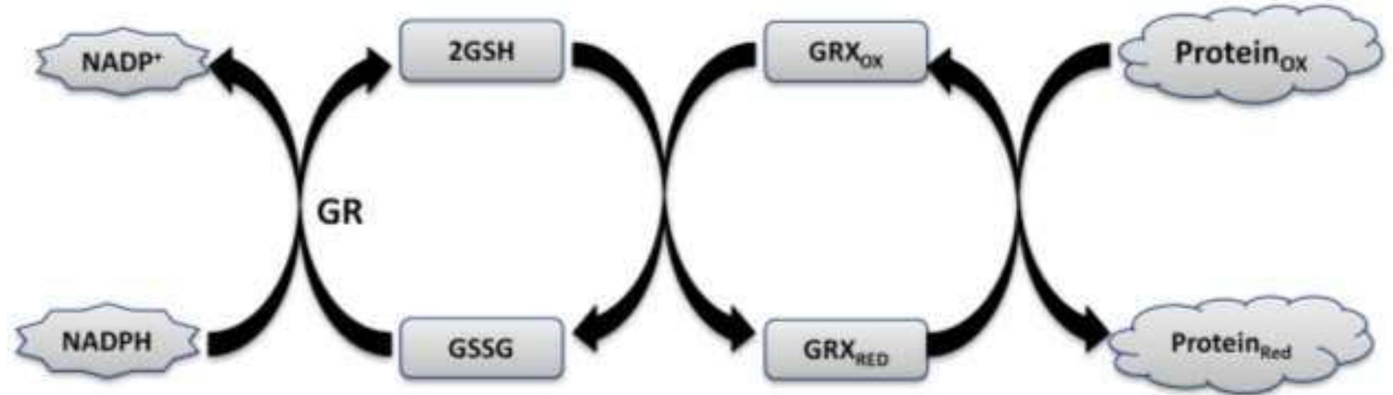 - schematic representation of glutathione system in action