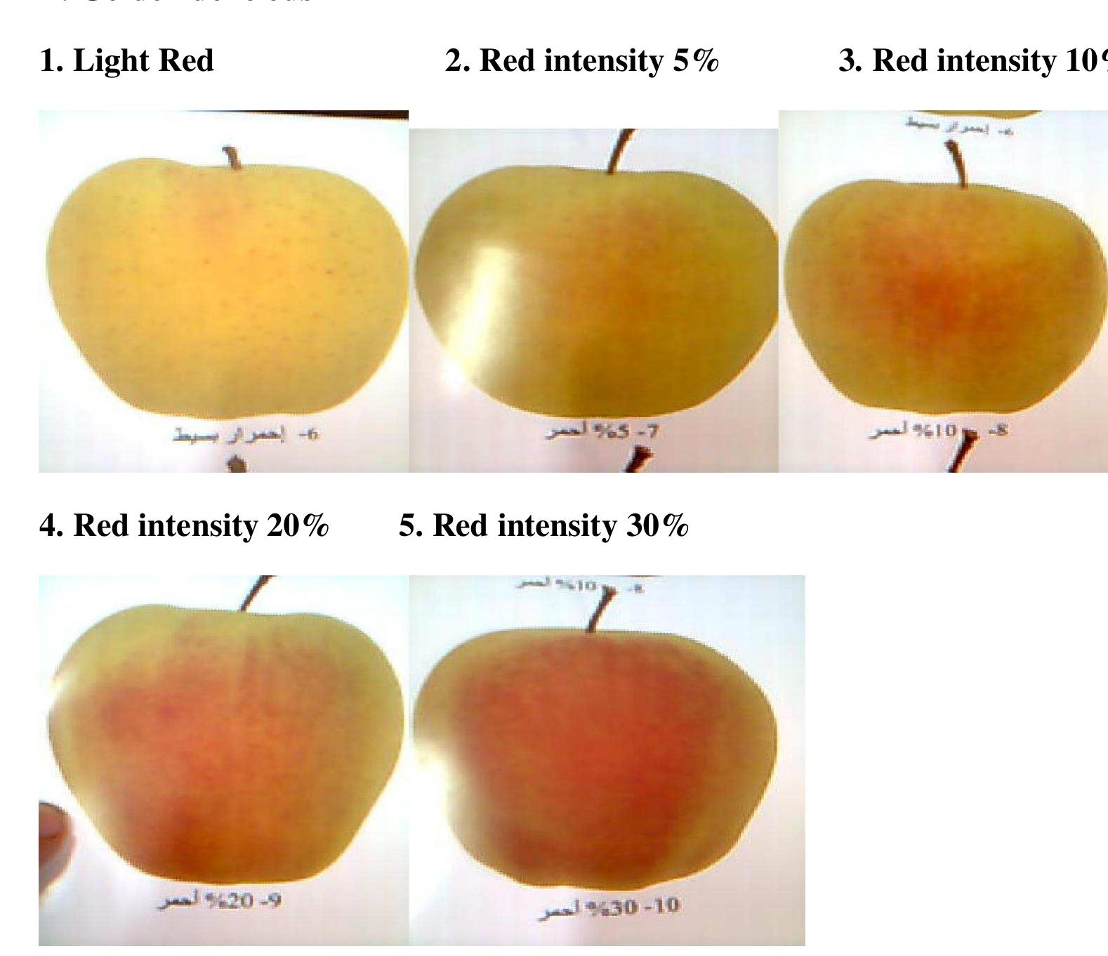 Figure 37 - Apple Value Chain Analysis